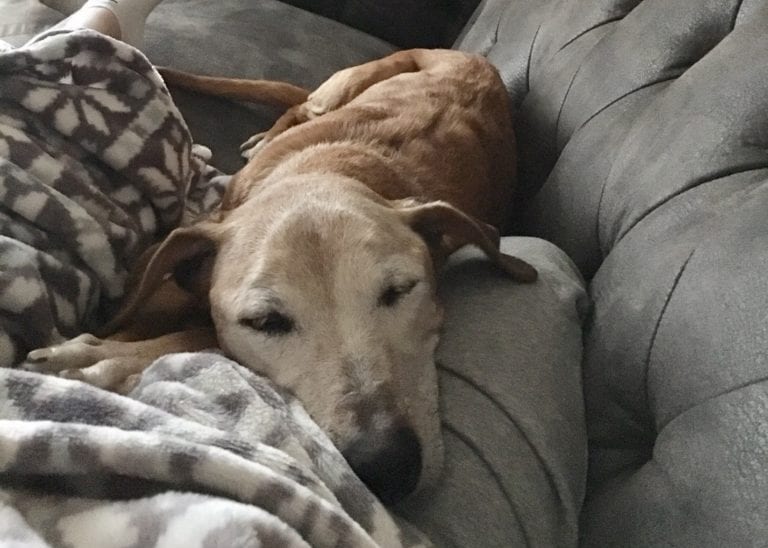 Old Dogs - Friends For Life Animal Shelter