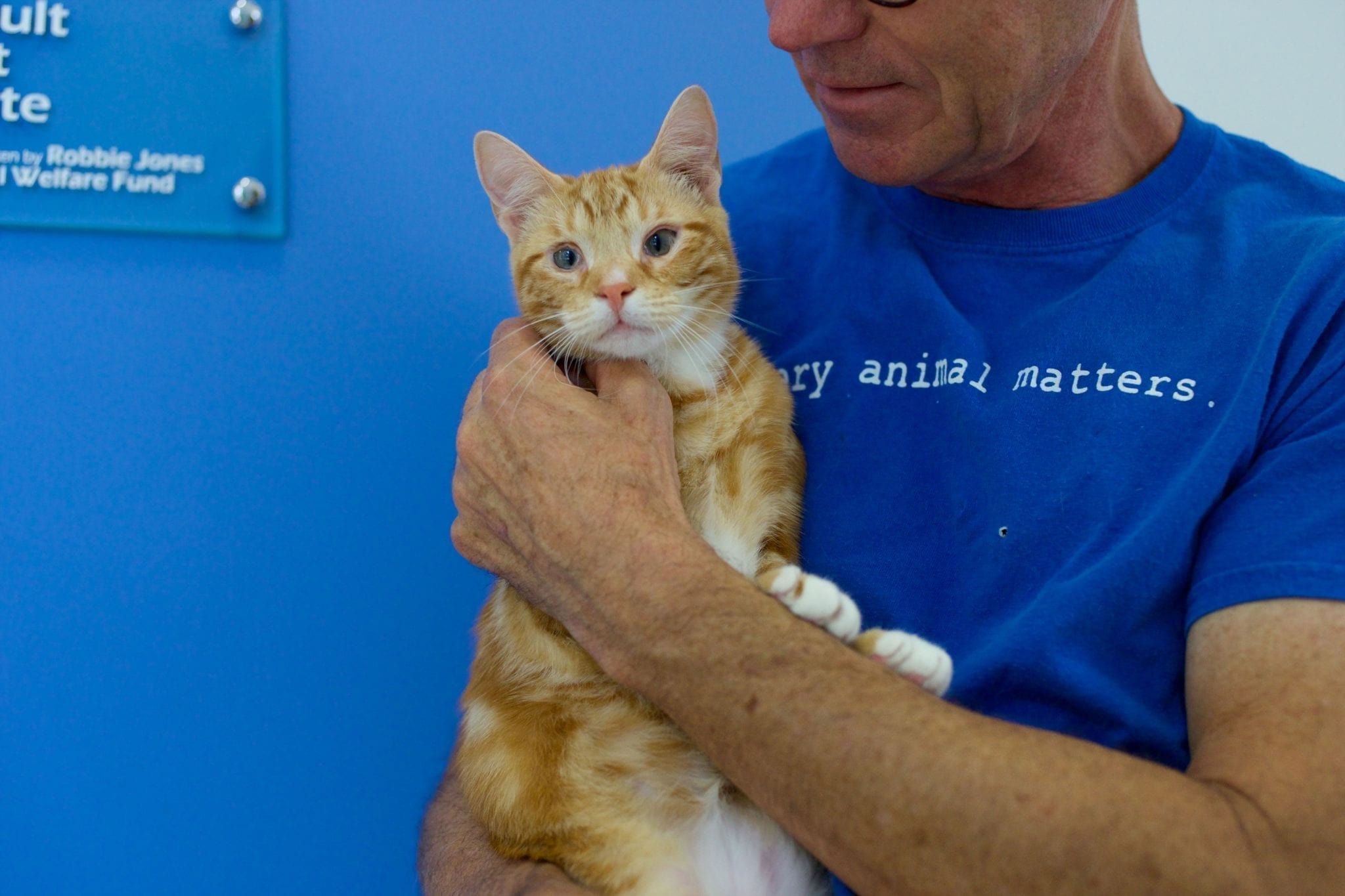 Tips for the First 30 Days of Cat Adoption - Friends For Life Animal ...