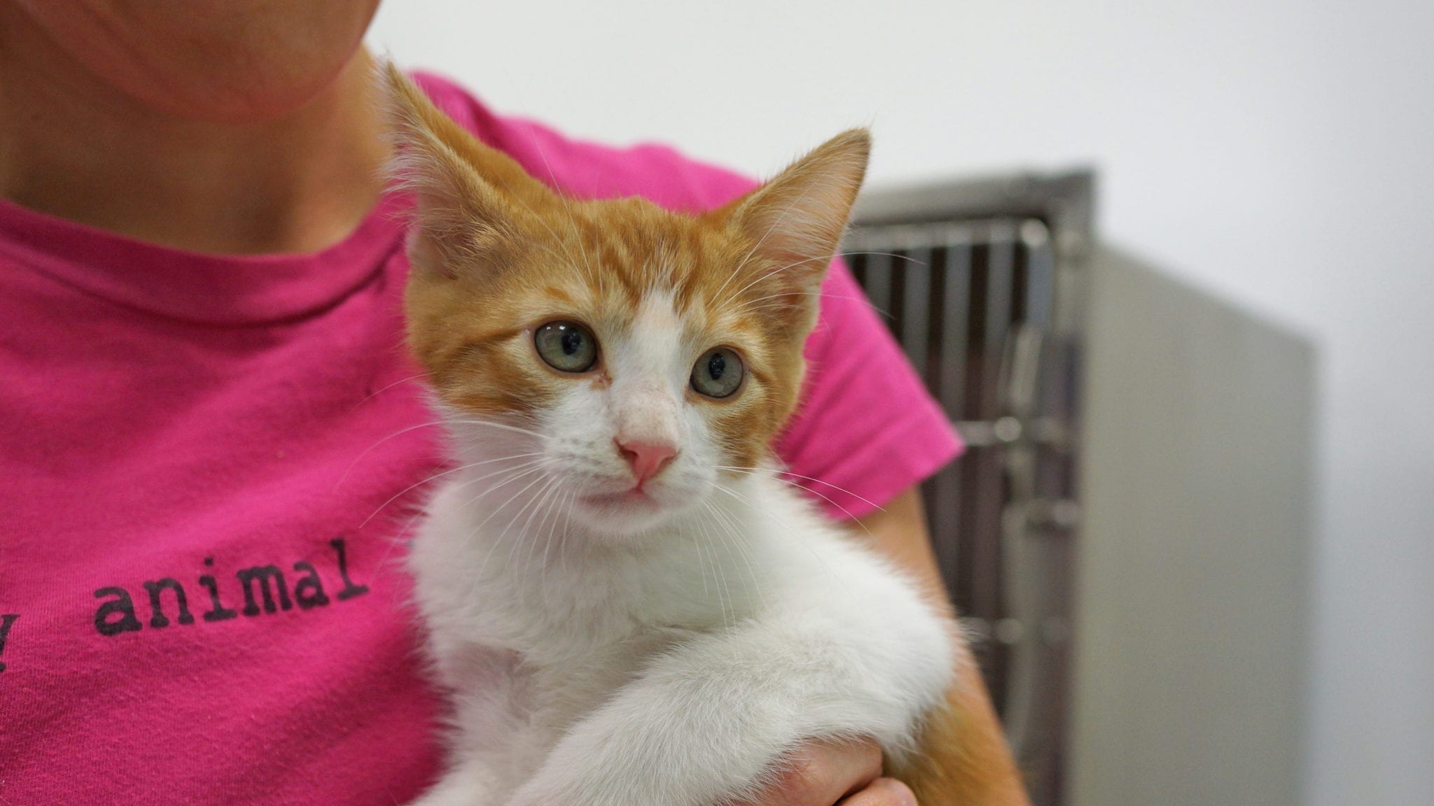 Rescues and Other Shelters - Friends For Life Animal Shelter