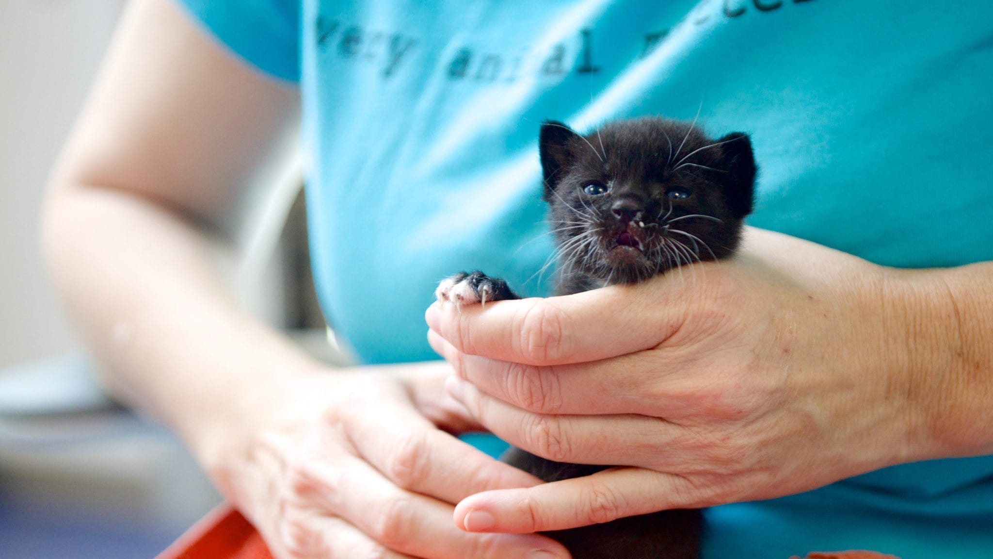 Hand Raising Orphaned Kittens - Friends For Life Animal Shelter