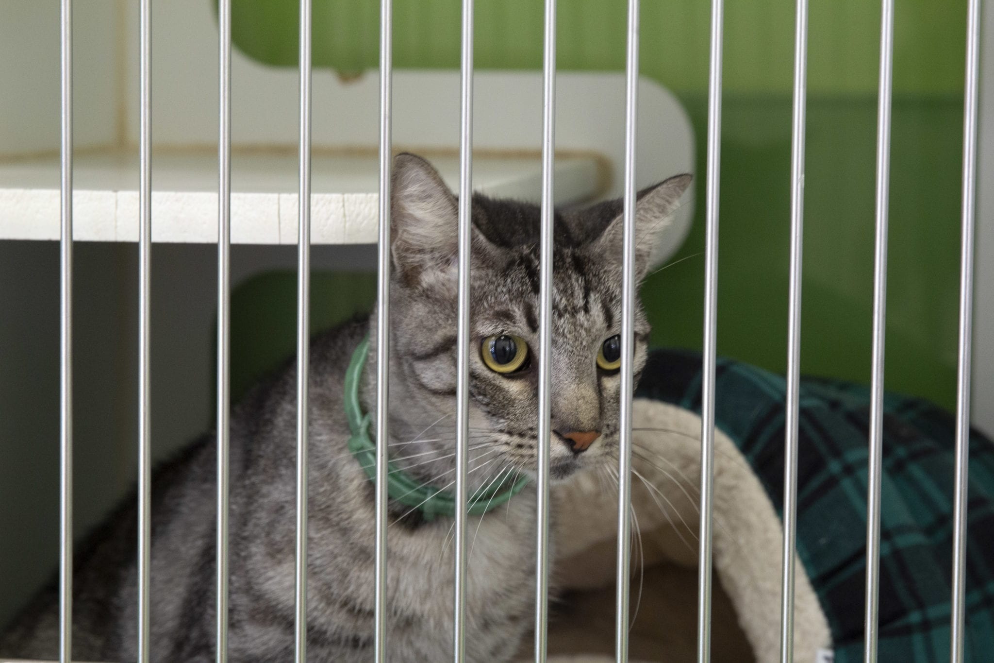 Cat Doe - Friends For Life Animal Shelter