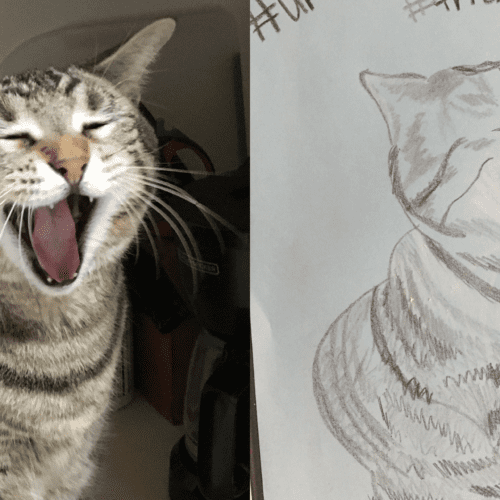 Awkward Pet Portraits - Friends For Life Animal Shelter