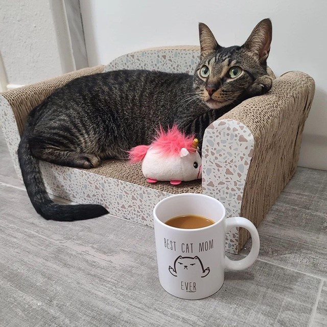 Pimms - Friends For Life Animal Shelter