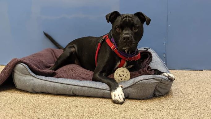 Apollo - Friends For Life Animal Shelter