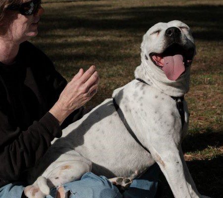 Snowflake - Friends For Life Animal Shelter