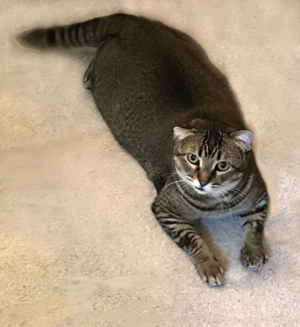 Marlo - Friends For Life Animal Shelter