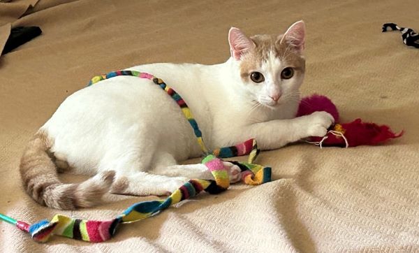 Ricky-Bobby - Friends For Life Animal Shelter