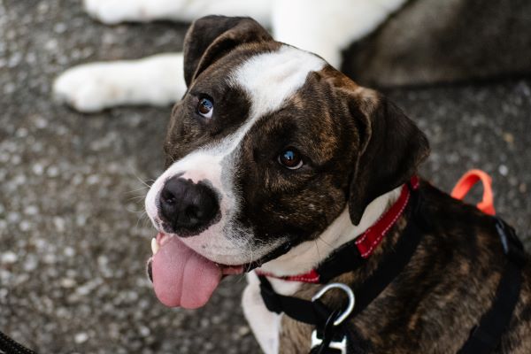 Bunji - Friends For Life Animal Shelter