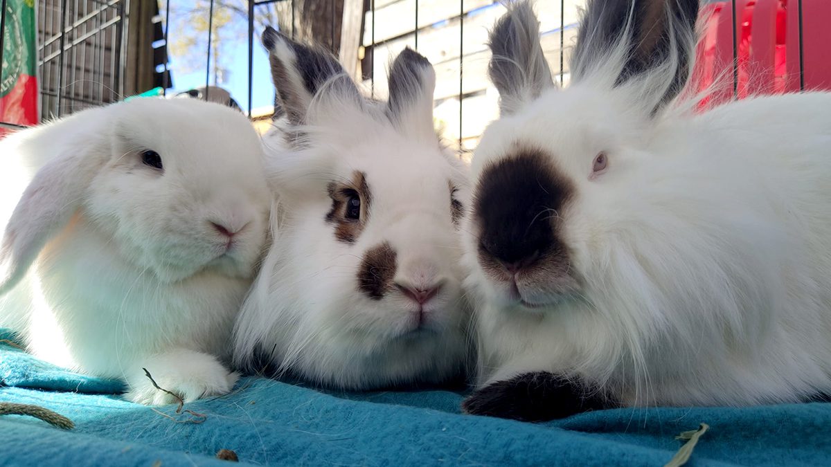 Adoptable Rabbits - Friends For Life Animal Shelter
