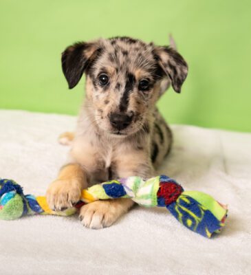 Recently Adopted - Friends For Life Animal Shelter