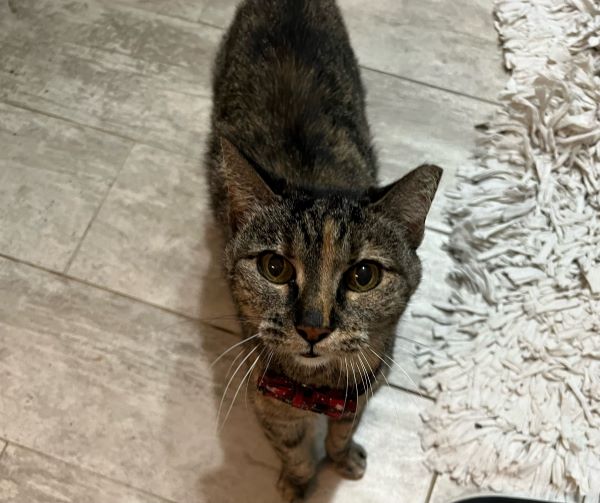 Miss Purrington - Friends For Life Animal Shelter