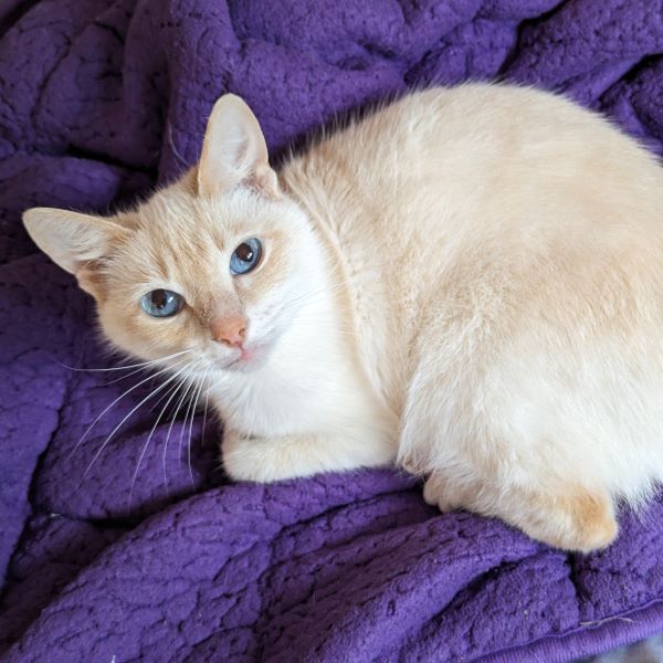 Ayalla - Friends For Life Animal Shelter