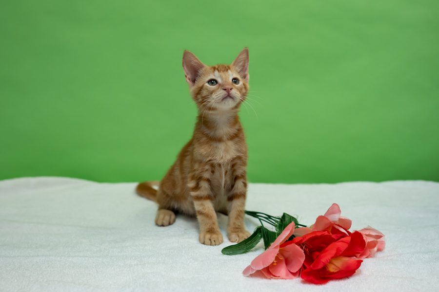 Garfield - Friends For Life Animal Shelter