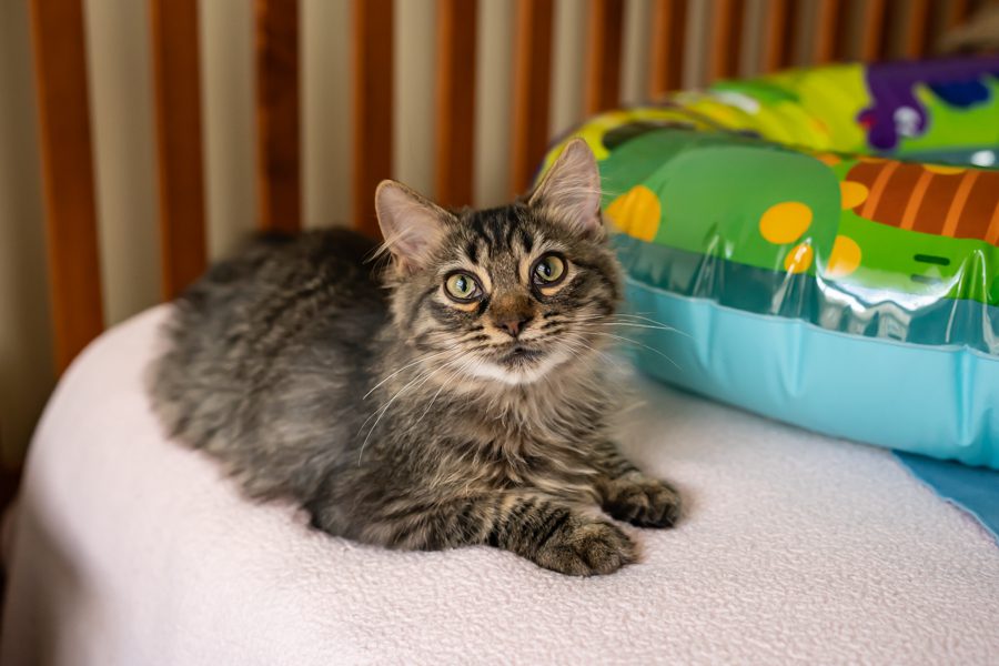 Huck - Friends For Life Animal Shelter