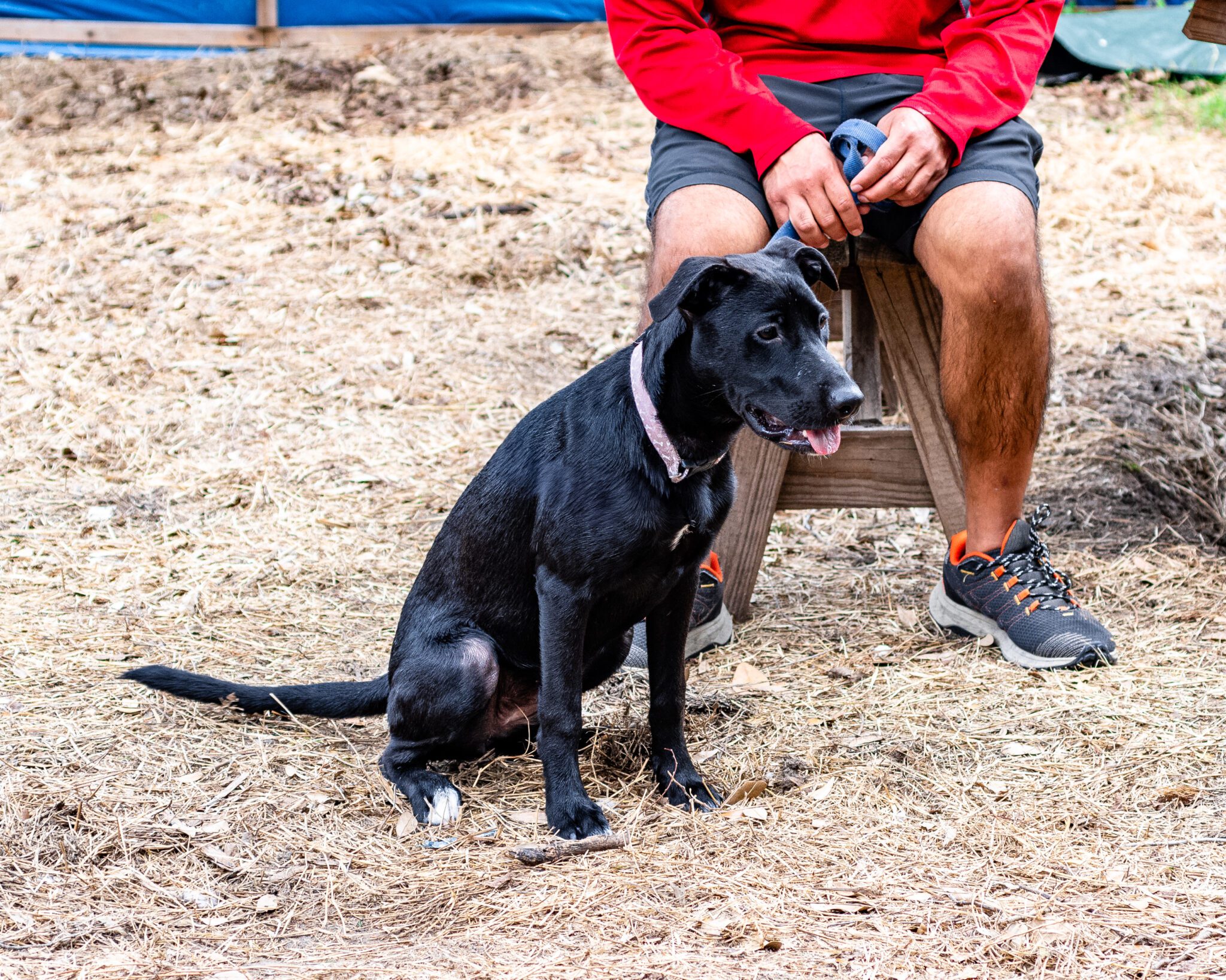 Pringle - Friends For Life Animal Shelter