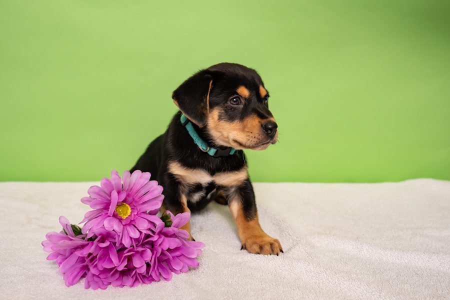 Rolo - Friends For Life Animal Shelter