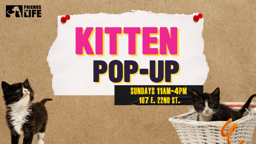 Kitten Pop-up - Friends For Life Animal Shelter