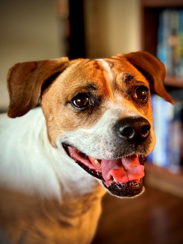 Skylar - Friends For Life Animal Shelter