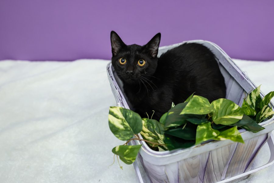 Venus - Friends For Life Animal Shelter