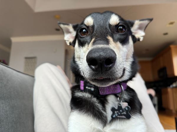 Wolfie - Friends For Life Animal Shelter