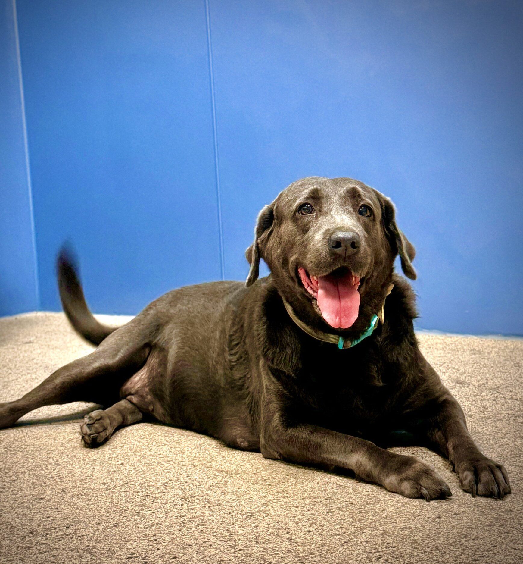 Ellie Mae - Friends For Life Animal Shelter