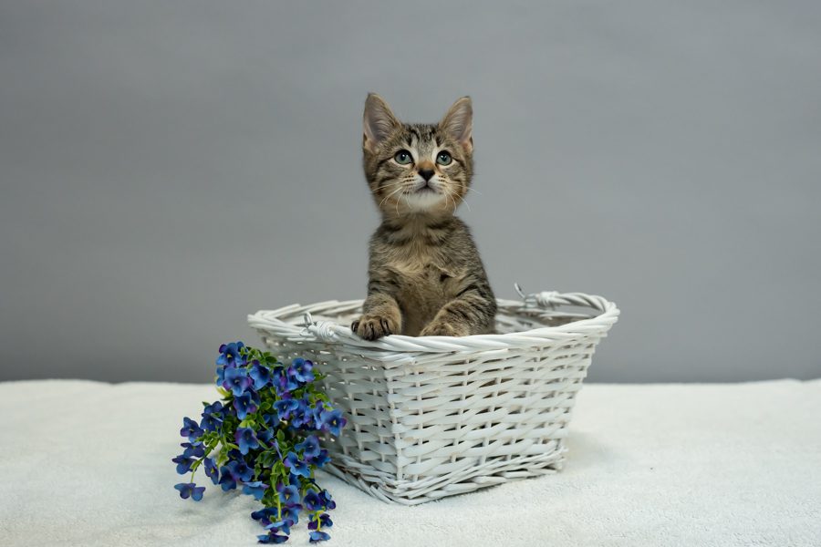 Scuttle - Friends For Life Animal Shelter