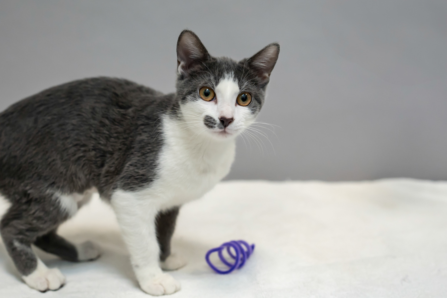 Buttercup - Friends For Life Animal Shelter