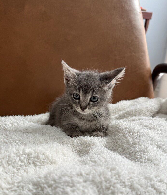 Mabel - Friends For Life Animal Shelter