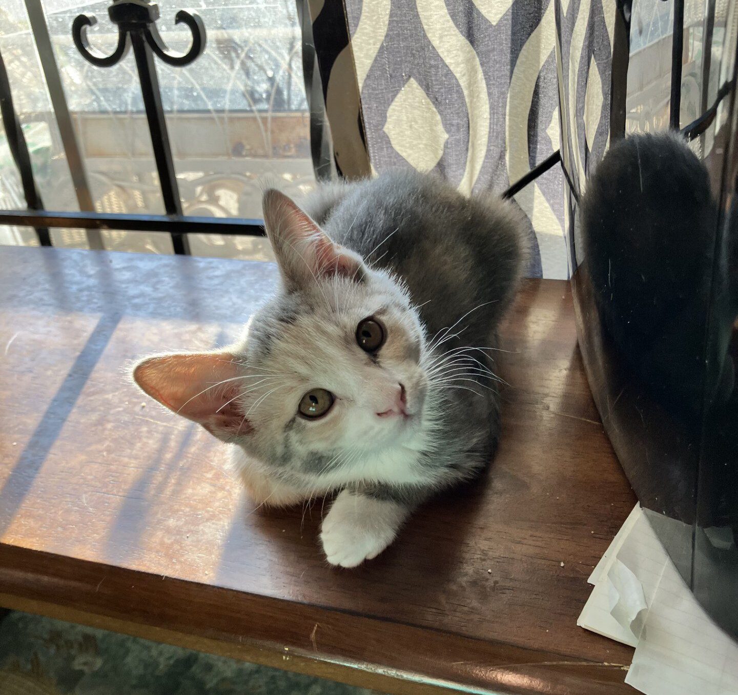 Rachel - Friends For Life Animal Shelter