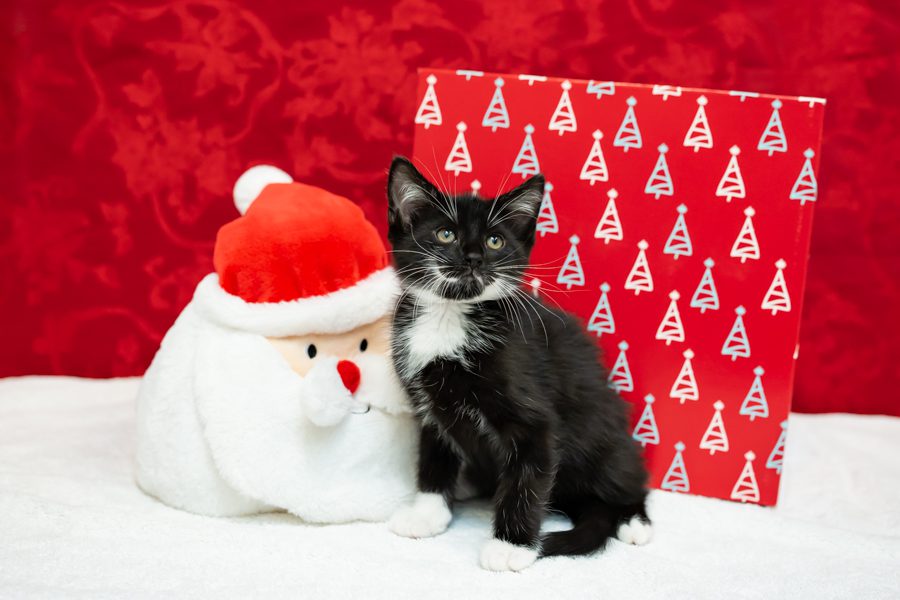 Anti-Wanda - Friends For Life Animal Shelter