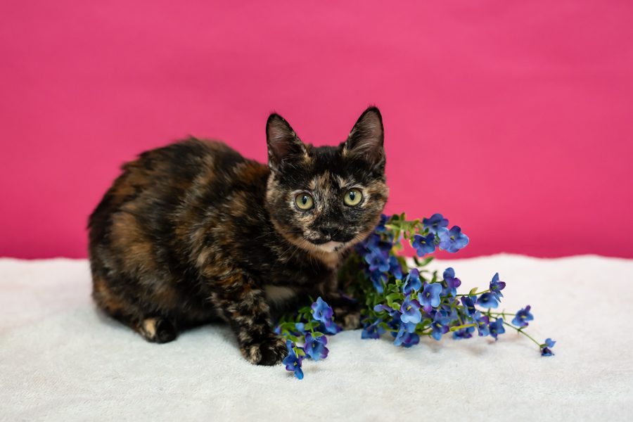 Frosted Flakes - Friends For Life Animal Shelter