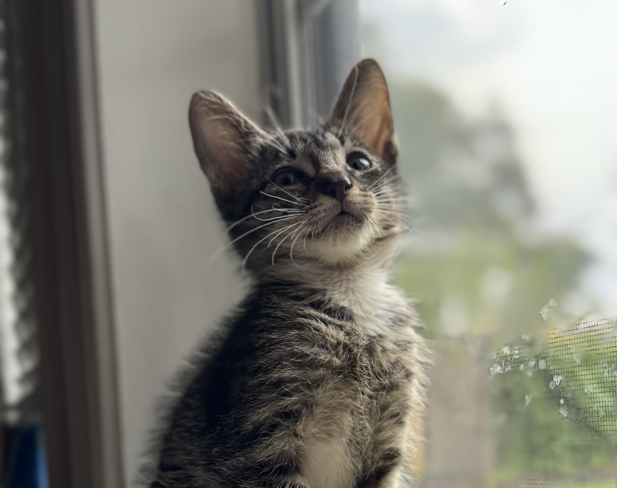 Hal - Friends For Life Animal Shelter