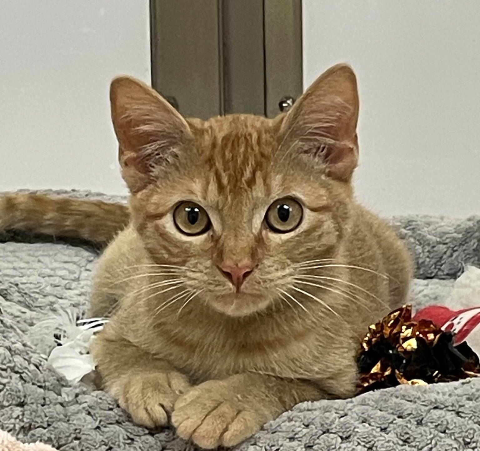 Asteroid Destroyer - Friends For Life Animal Shelter