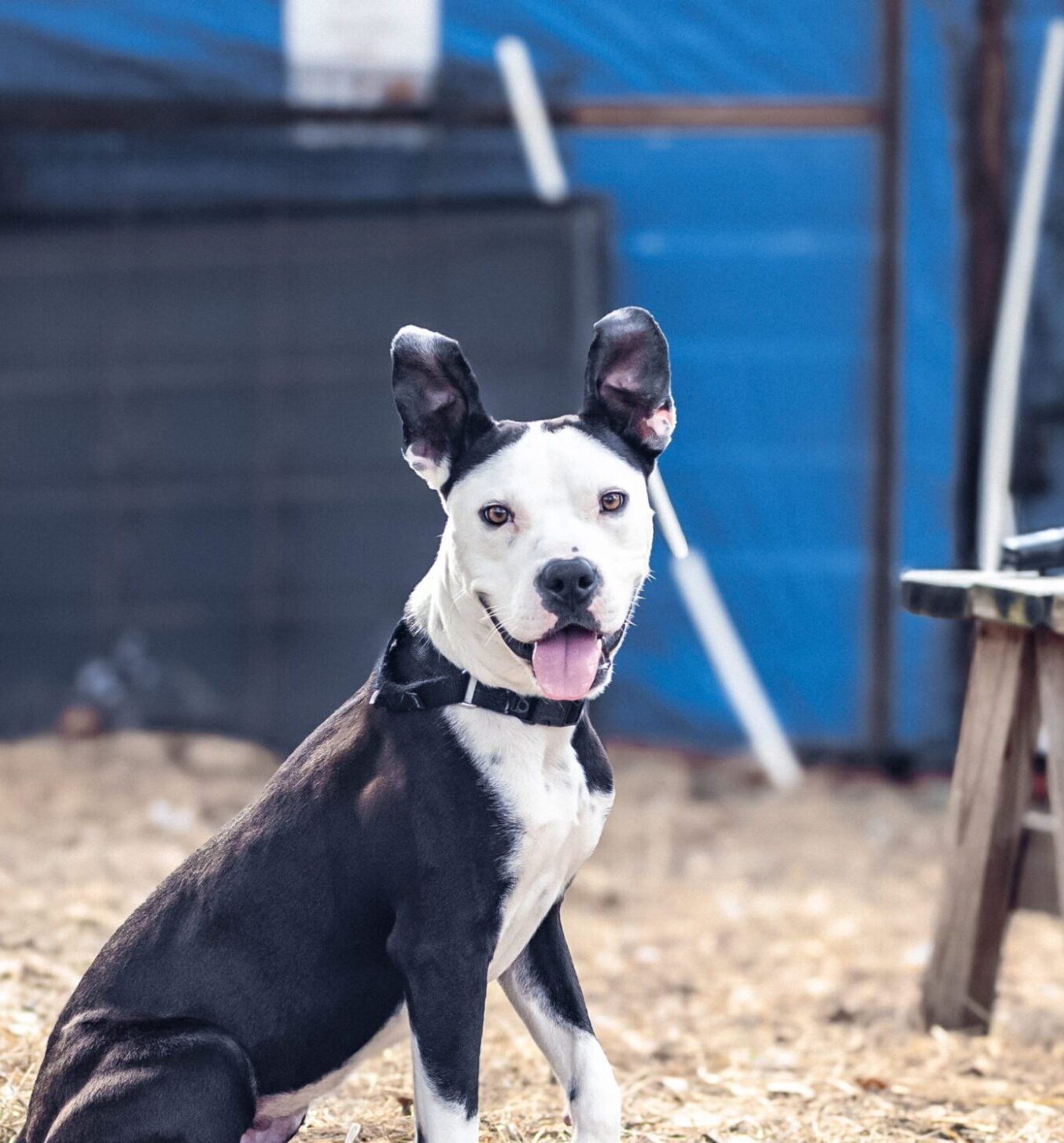 Lil Blizzy - Friends For Life Animal Shelter