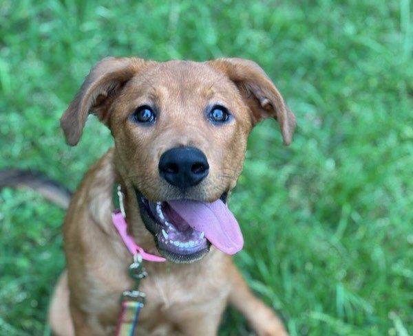 Cheddar - Friends For Life Animal Shelter