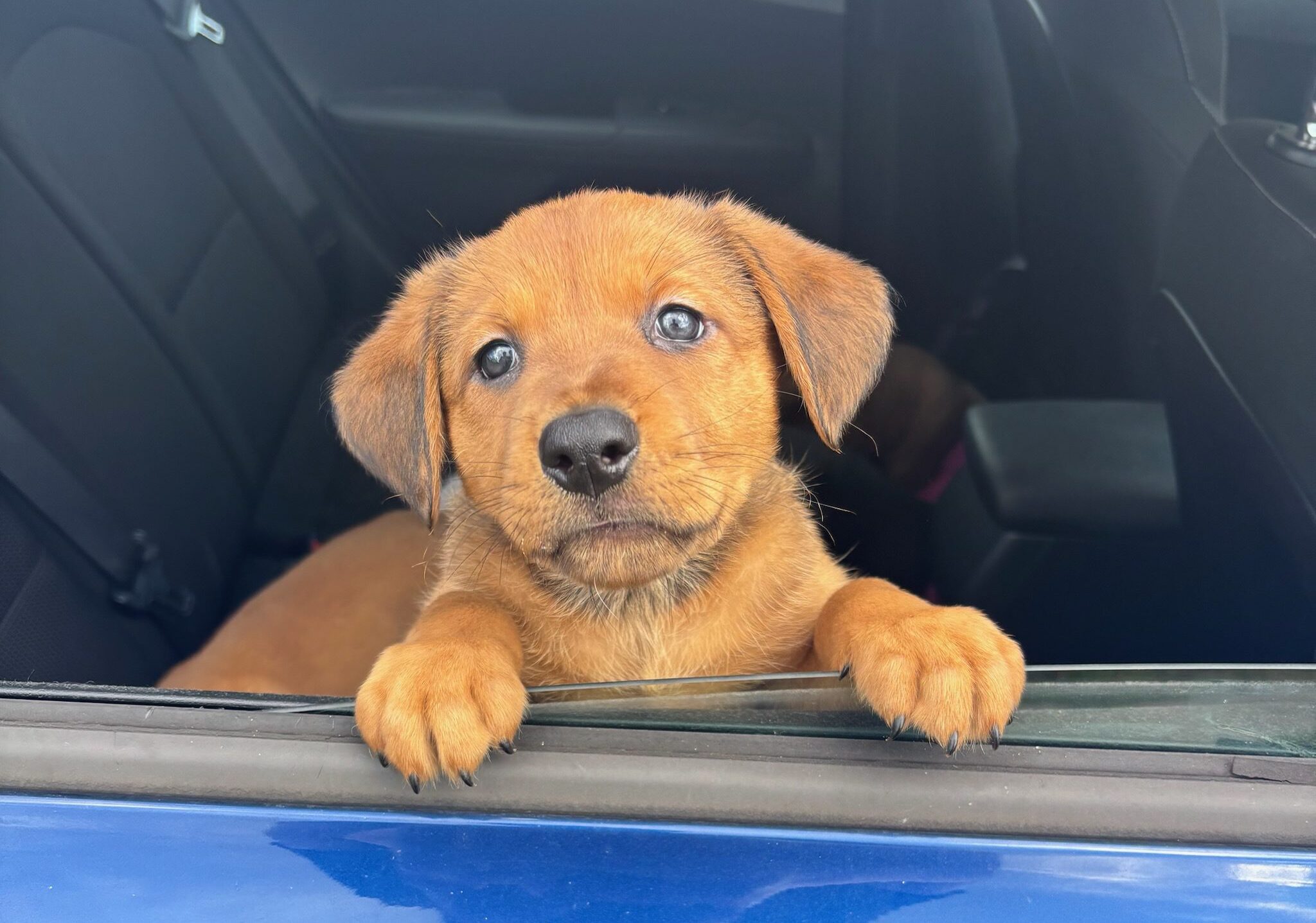 Cheddar - Friends For Life Animal Shelter