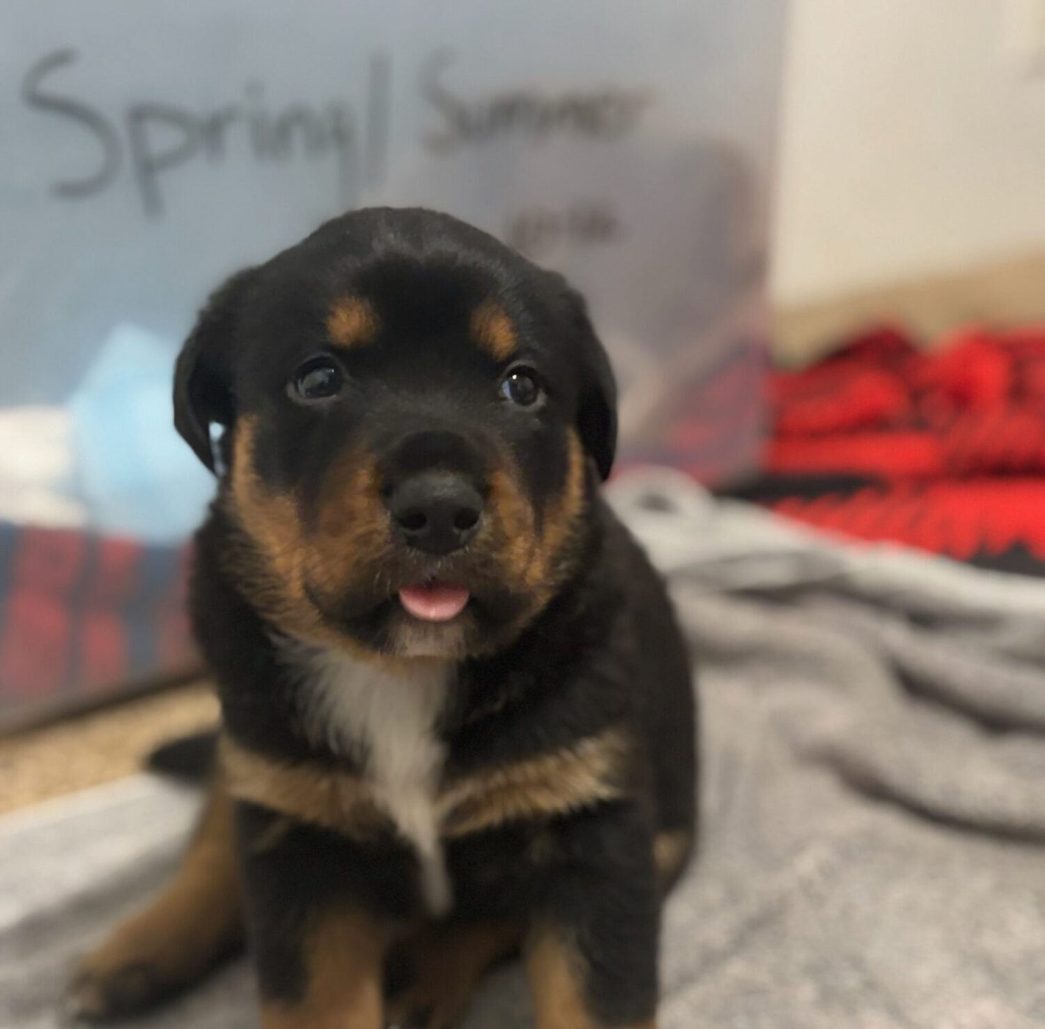 Colby - Friends For Life Animal Shelter