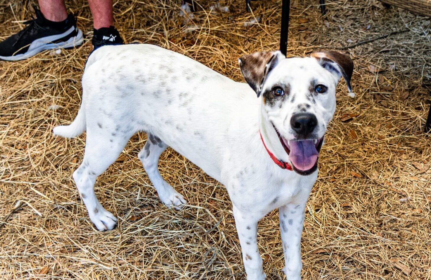 Fancy Fred - Friends For Life Animal Shelter