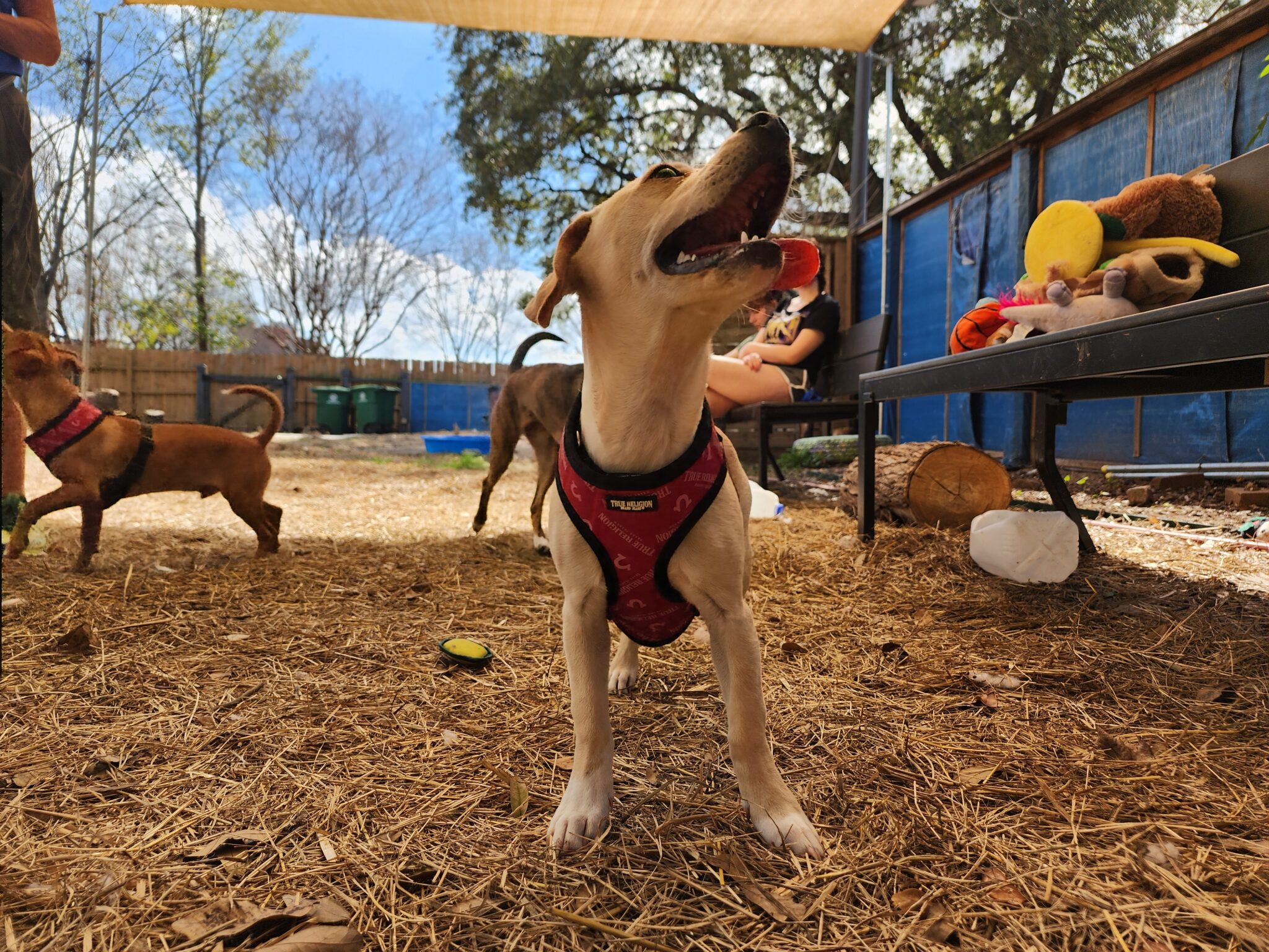 Kyle - Friends For Life Animal Shelter