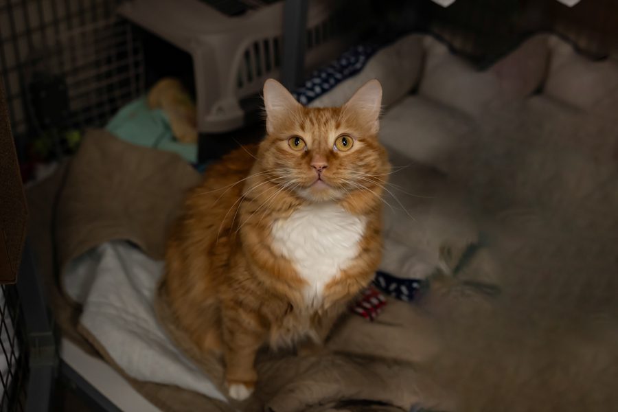 Bolero - Friends For Life Animal Shelter