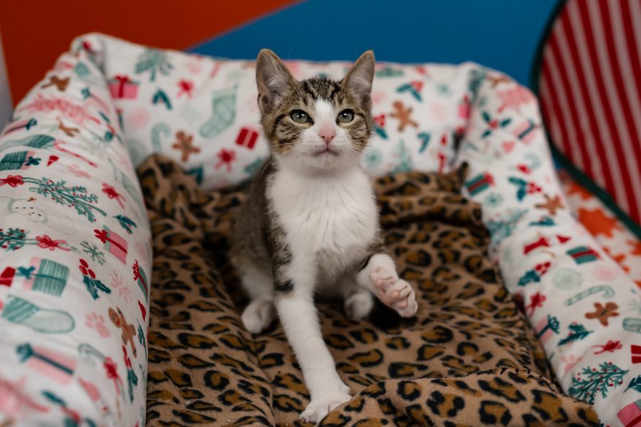 Cat McGraw - Friends For Life Animal Shelter