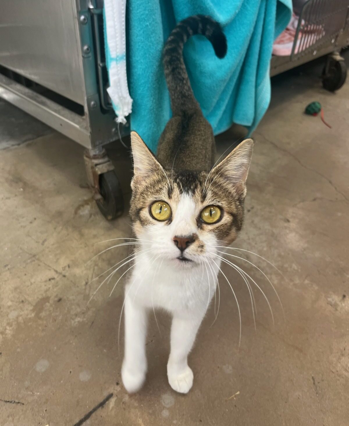 Space Cheeto - Friends For Life Animal Shelter