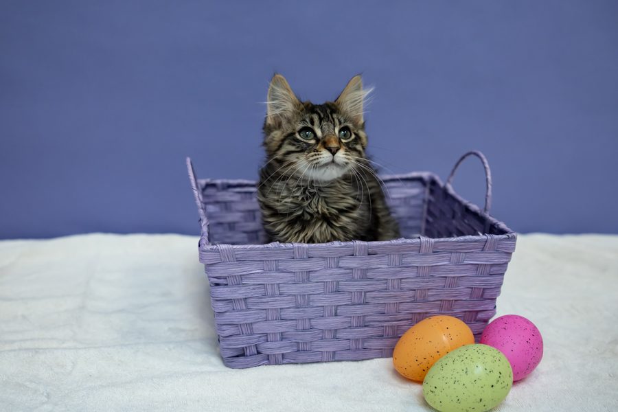 Super Underdog - Friends For Life Animal Shelter