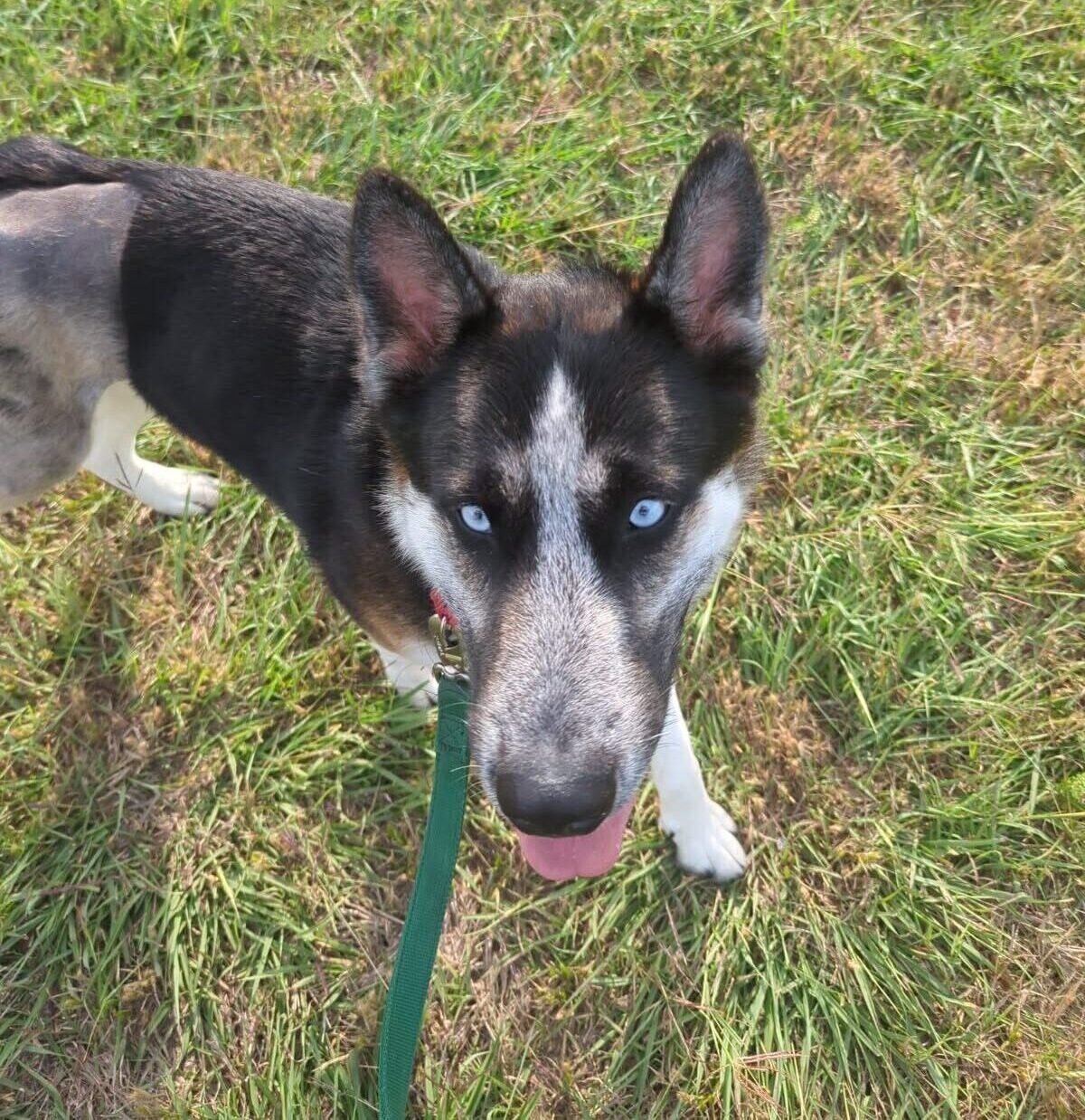 Tonka - Friends For Life Animal Shelter