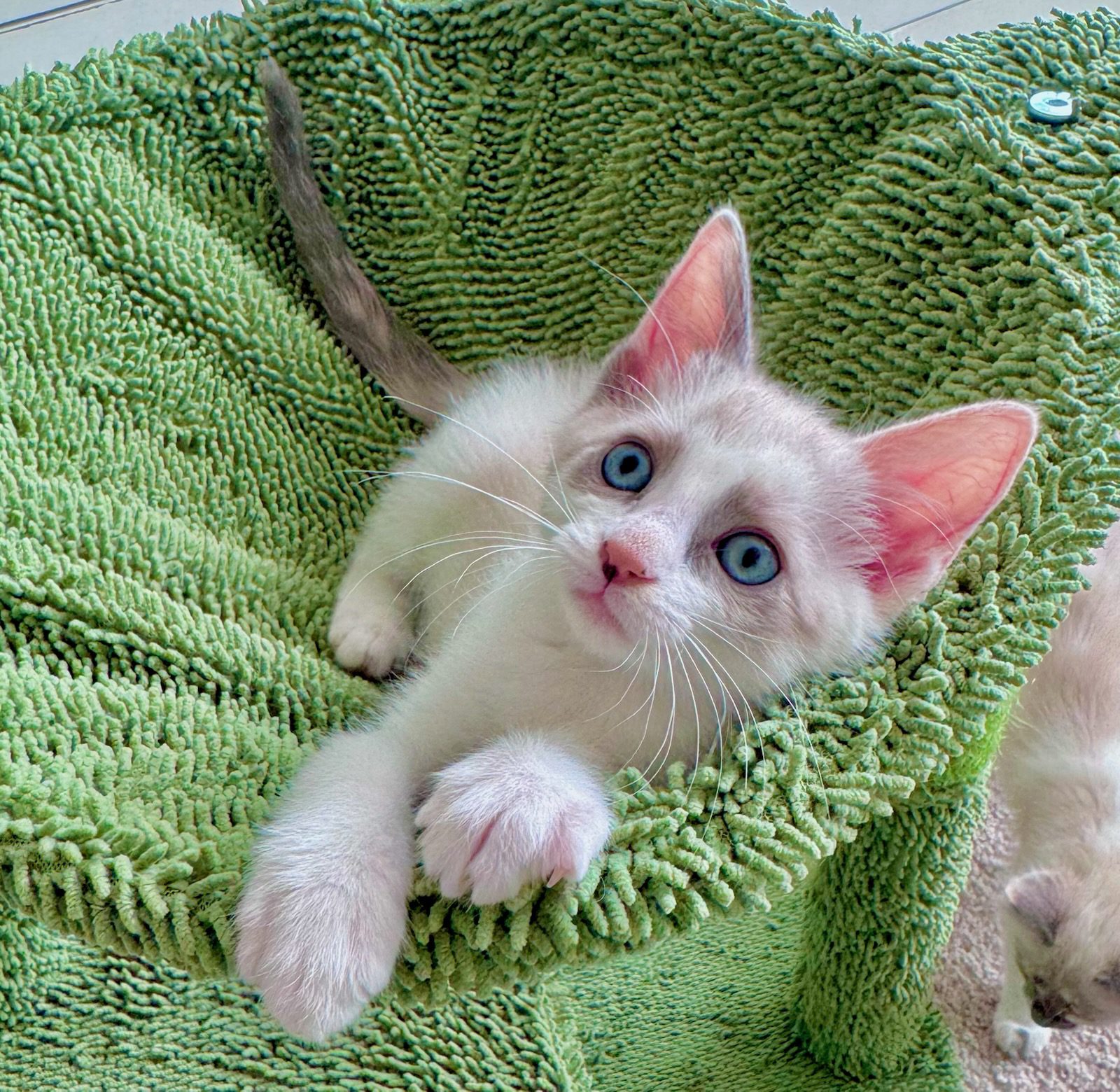 Chamomile - Friends For Life Animal Shelter