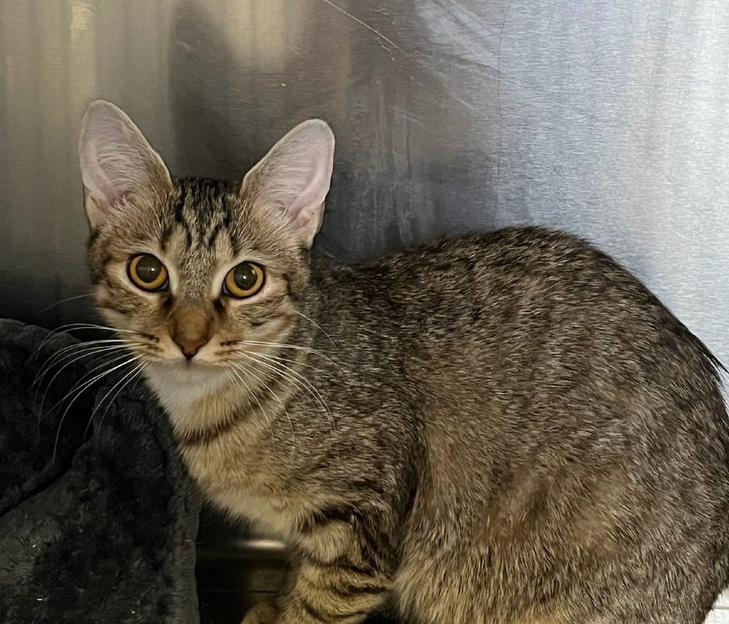 Francesca - Friends For Life Animal Shelter