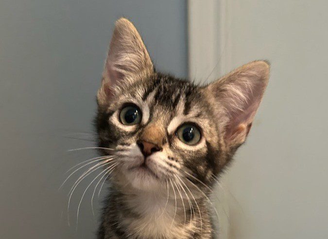 Gumbo - Friends For Life Animal Shelter