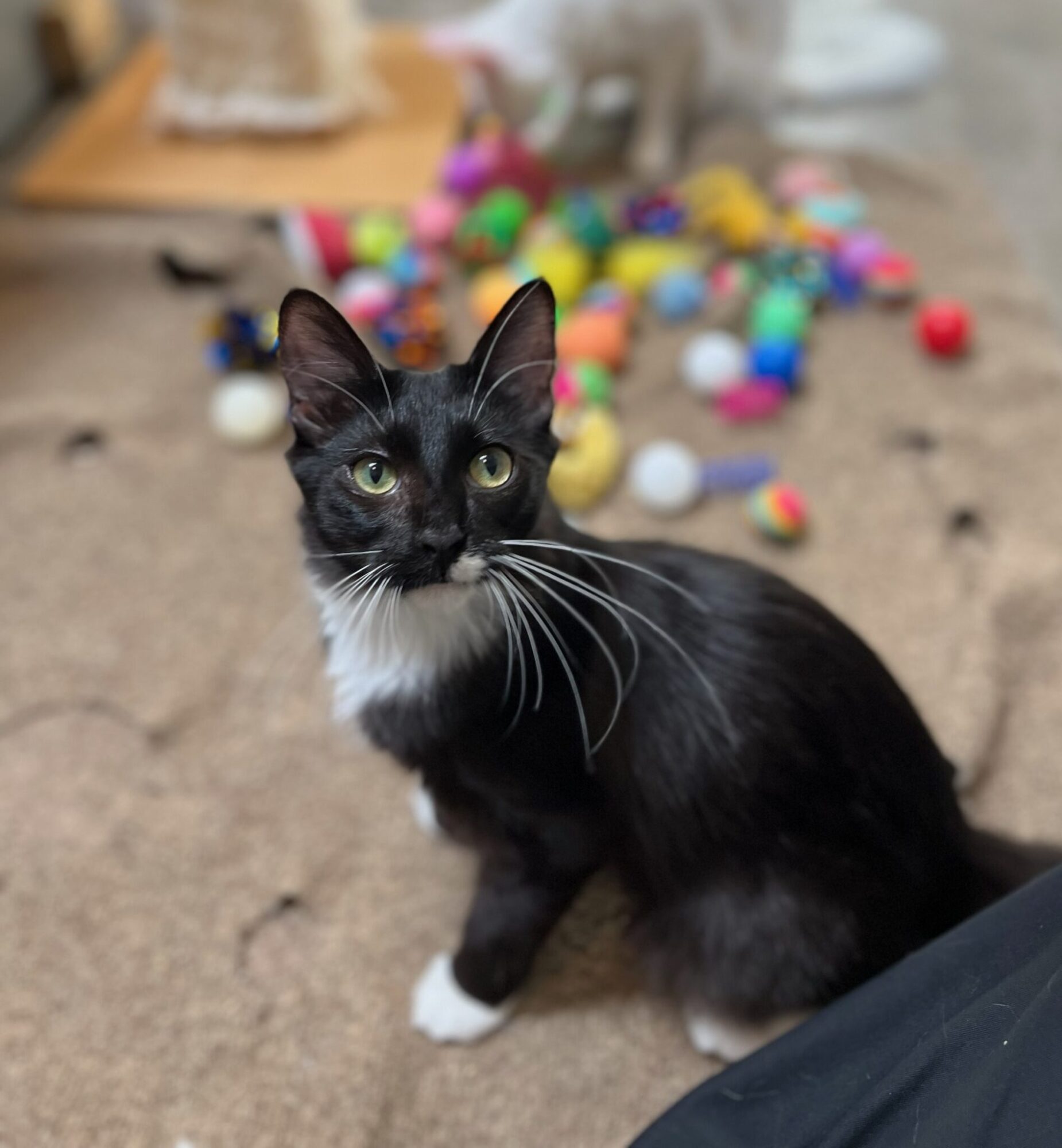 Gus Gus - Friends For Life Animal Shelter