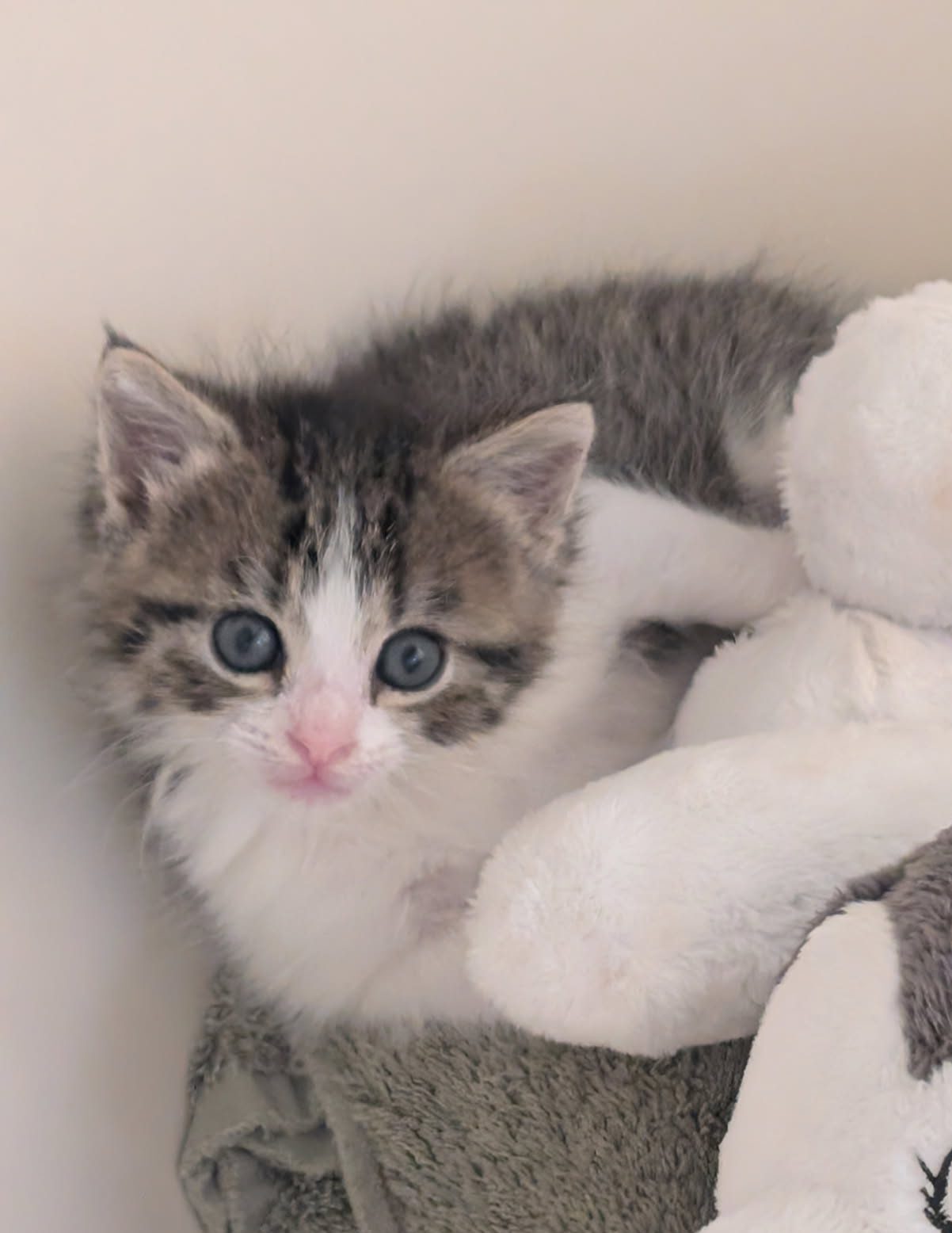 Zac - Friends For Life Animal Shelter