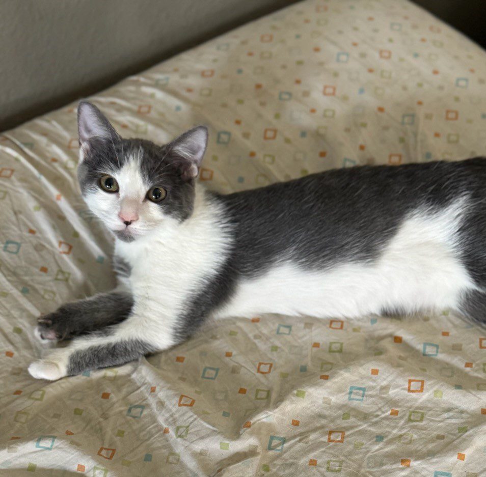 Faolan - Friends For Life Animal Shelter